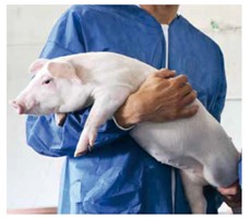 Vaccination des porcelets : comment s’assurer de la bonne administration